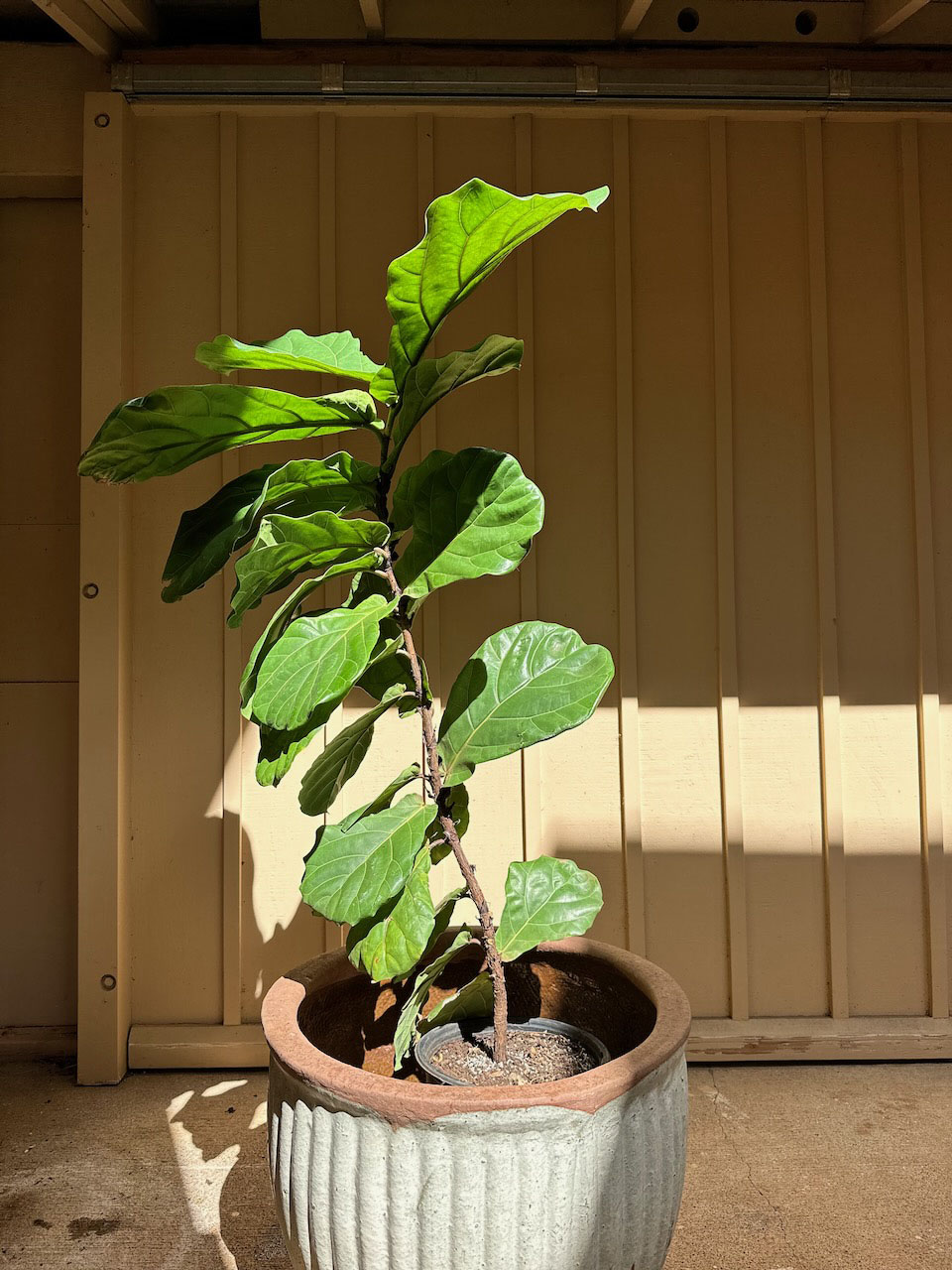 Fiddle Leaf Fig 18″ Tall | Lush Palm Landscapes